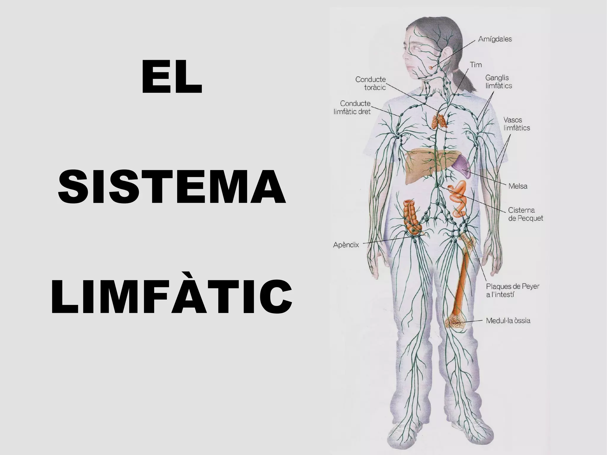 El sistema limfàtic | PPT
