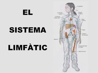 El sistema limfàtic | PPT