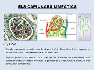 El sistema limfàtic | PPT