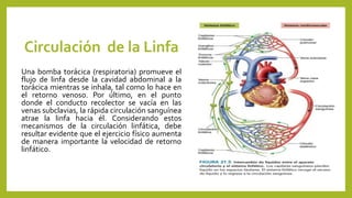 Sistema Linfático | PPTX