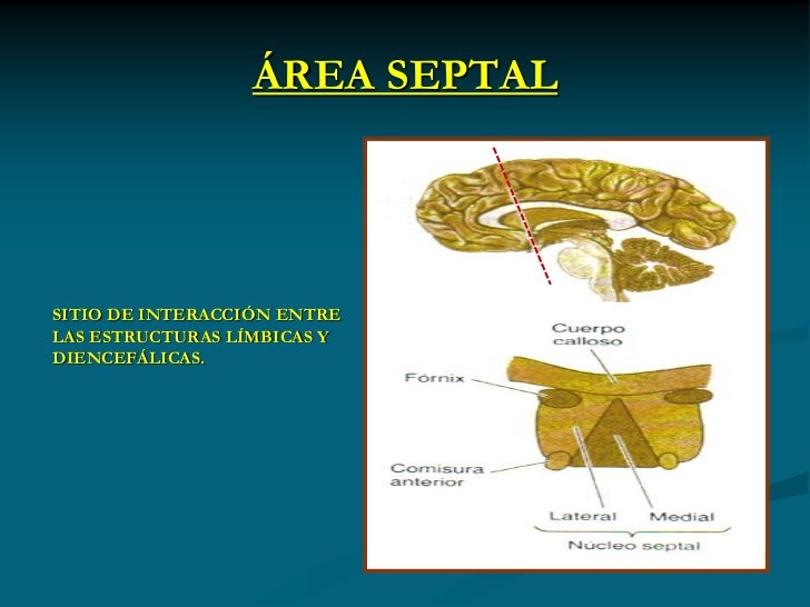 El Sistema Límbico