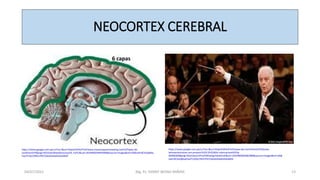 El sistema límbico desde una perspectiva biológica | PDF