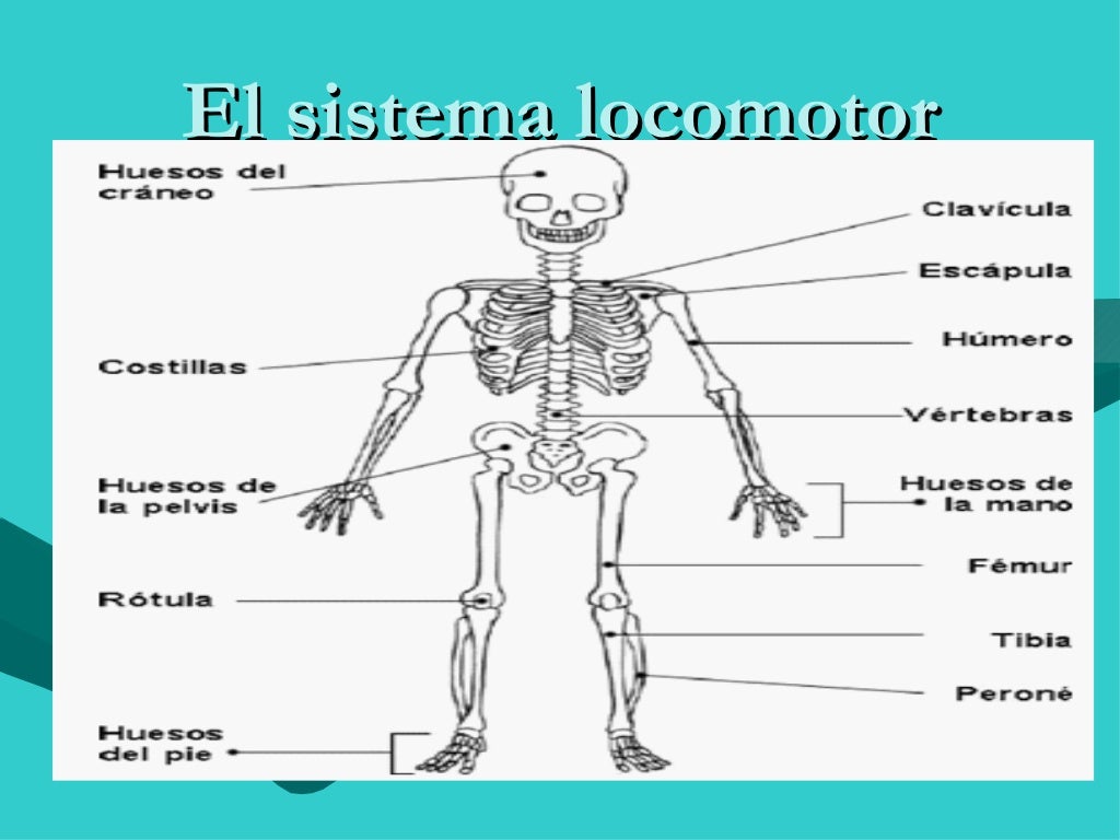 Aparato Locomotor Wikipedia La Enciclopedia Libre