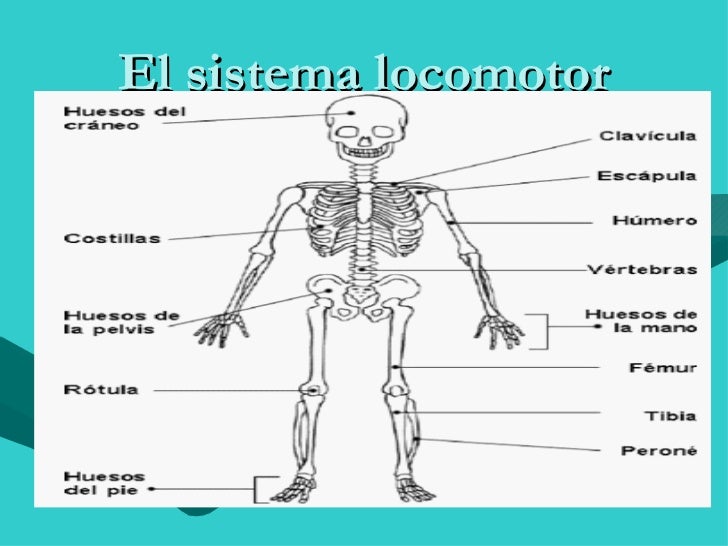 Conociendo El Sistema Locomotor Humano