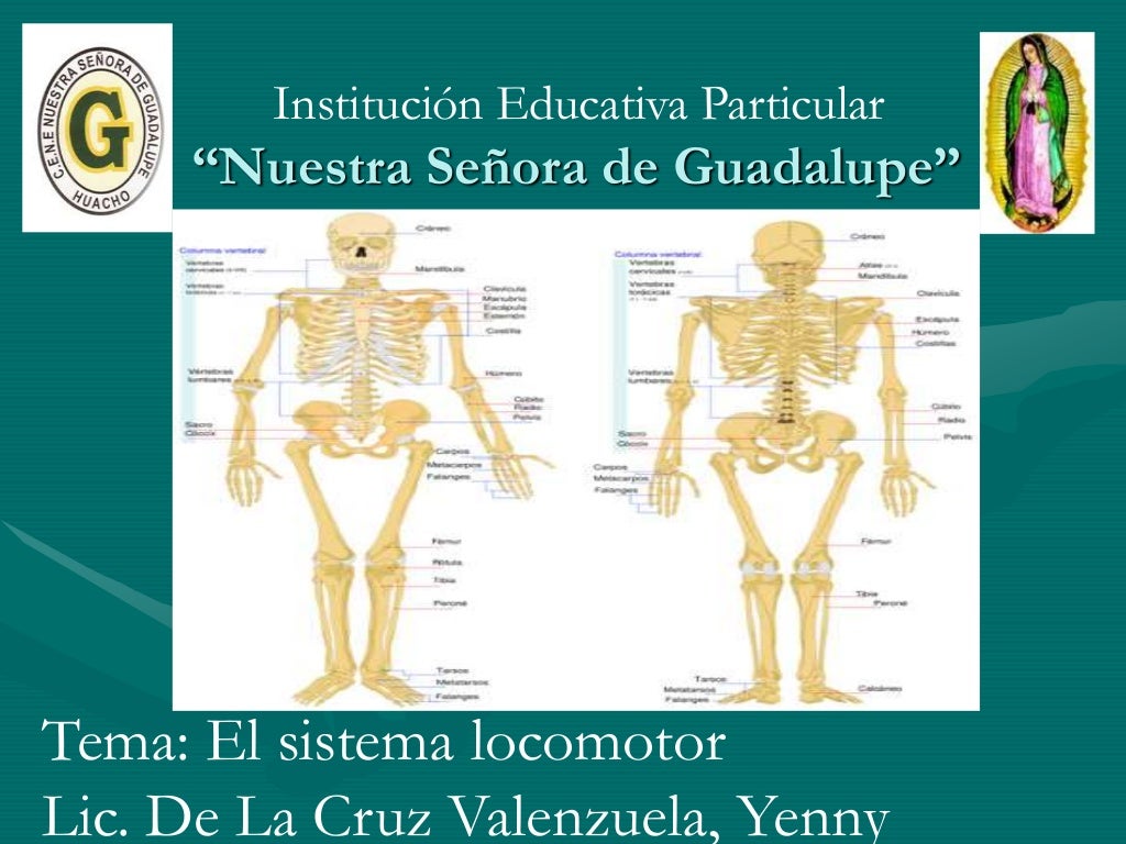 Sistema Locomotor