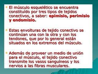 El Sistema Muscular | PPT