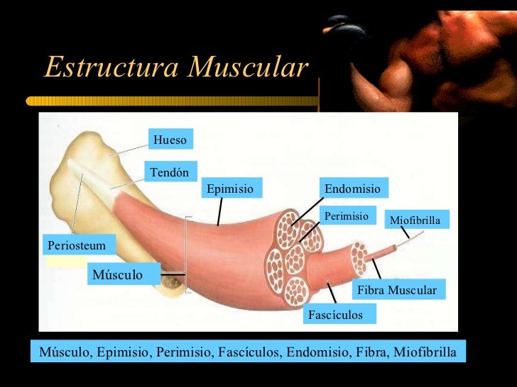 El Sistema Muscular
