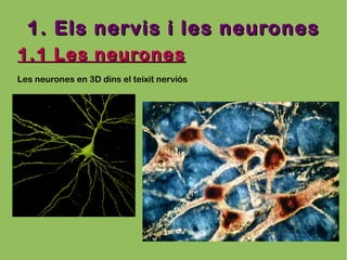 El sistema nervios | ODP