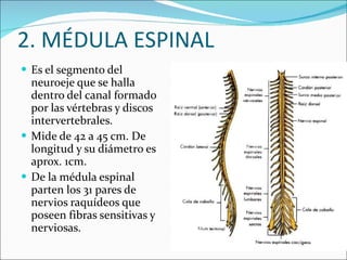 EL SISTEMA NERVIOSO HUMANO | PPT