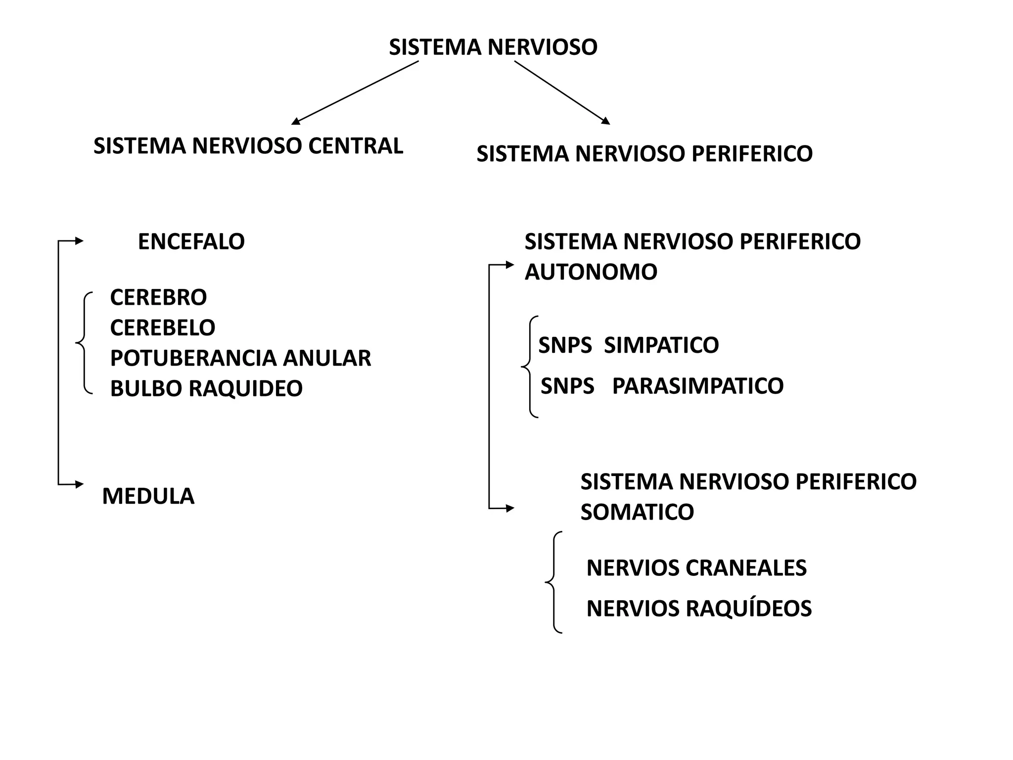 El sistema nervioso central clase 2 22 08 11 | PPTX