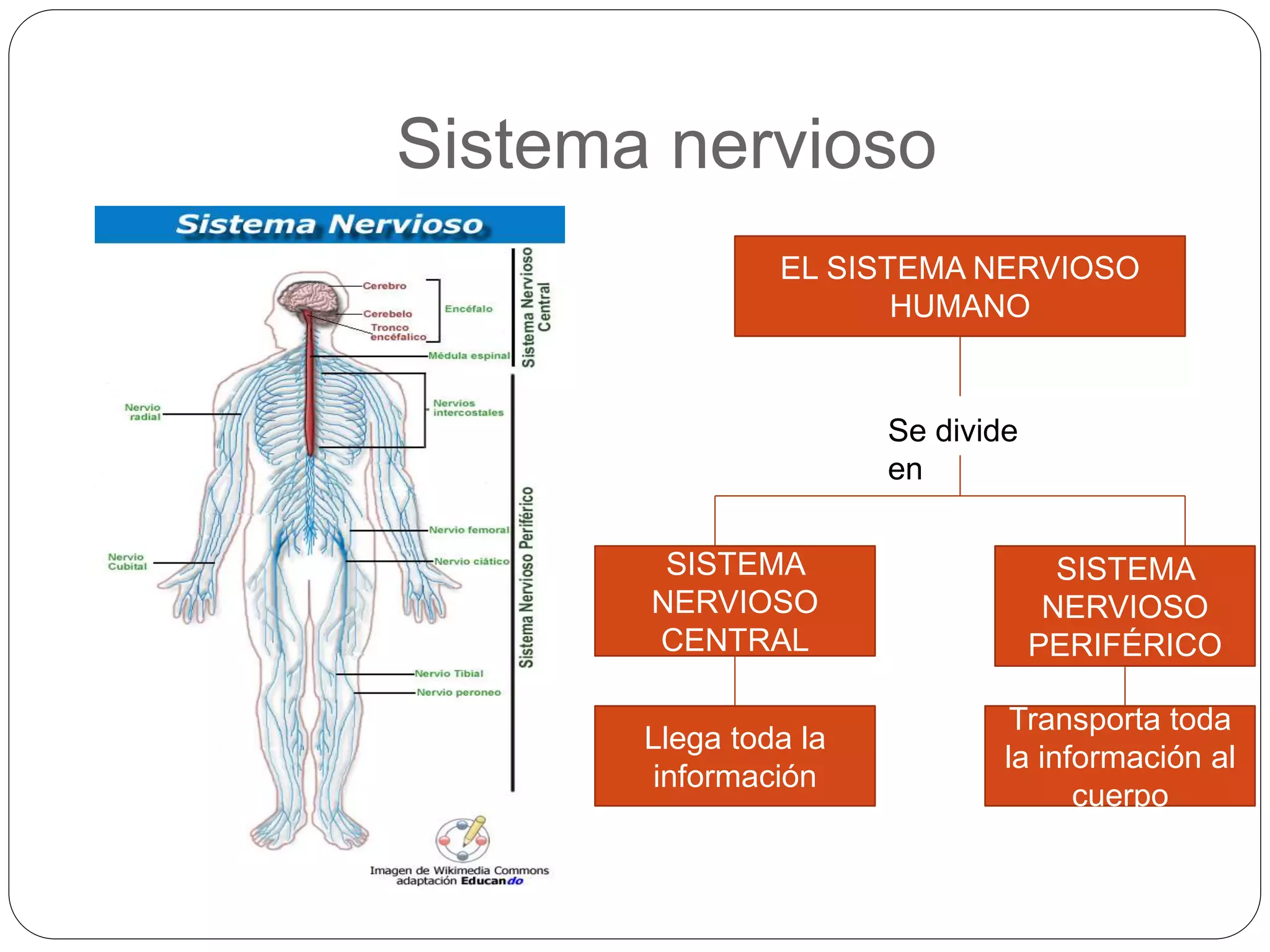 El sistema nervioso humano | PPTX