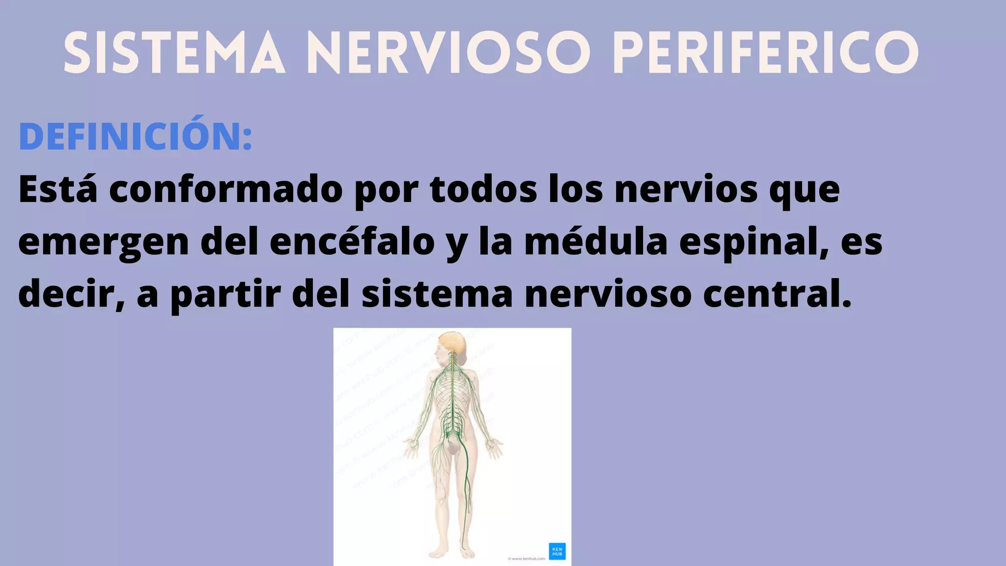 EL SISTEMA NERVIOSO PERIFERICO Y VISION LATERAL..pdf | Eye and Vision ...