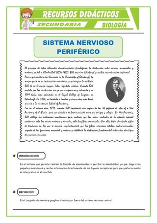 El Sistema Nervioso Periférico para estudiantes de Secundaria.pdf
