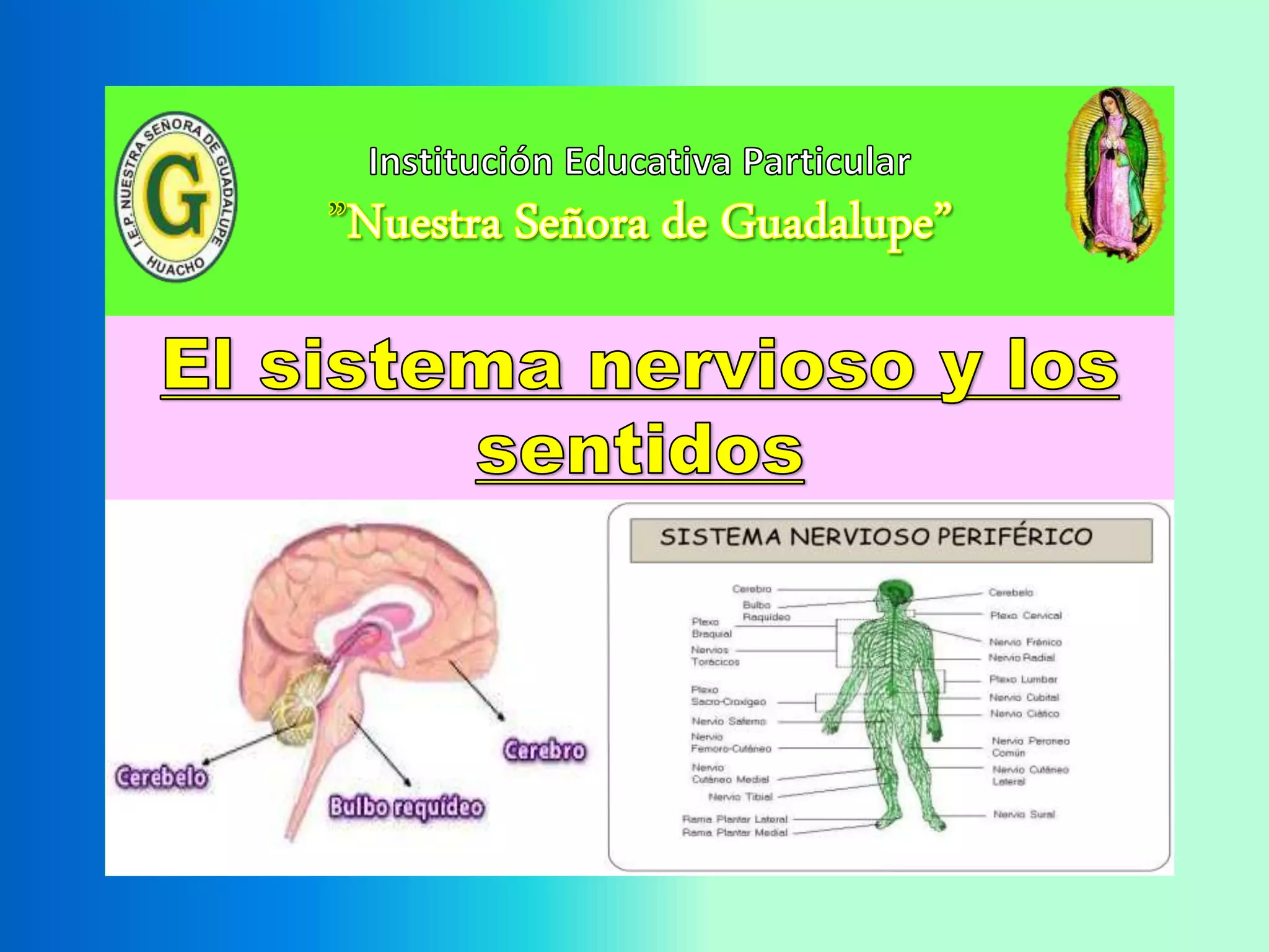 El sistema nervioso y los sentidos | PPTX