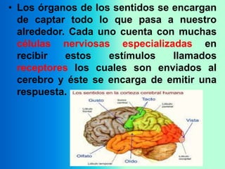 El sistema nervioso y los sentidos | PPTX