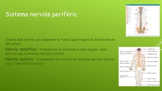 El sistema nerviós | ODP