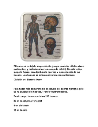 El sistema oseo | DOCX