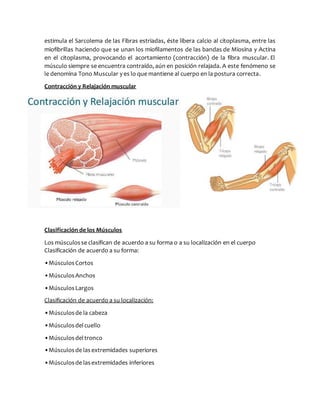 El sistema osteo-artro-muscular | DOCX