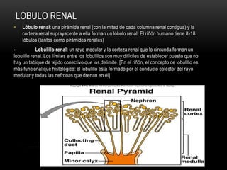 El sistema renal | PPTX