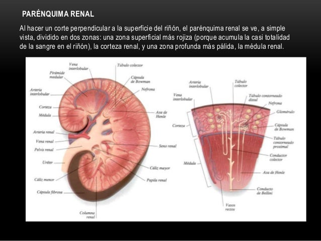 El sistema renal