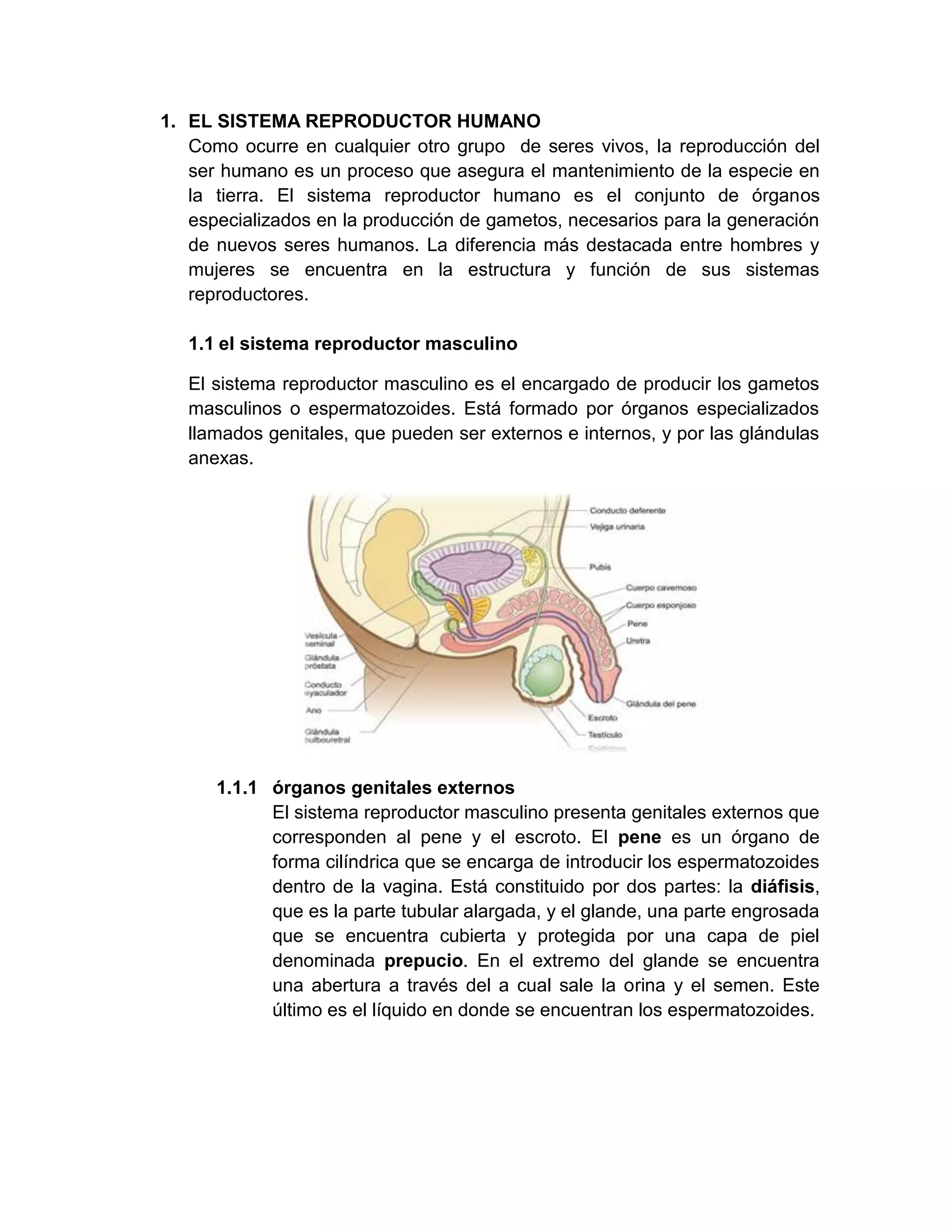 El sistema reproductor humano | DOCX