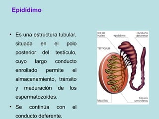 El sistema reproductor humano | PPT