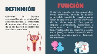 EL SISTEMA REPRODUCTOR MASCULINO.pdf enfermería | PDF