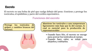 EL SISTEMA REPRODUCTOR MASCULINO.pdf enfermería | PDF