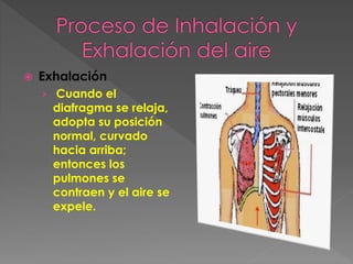El sistema respiratorio | PPTX