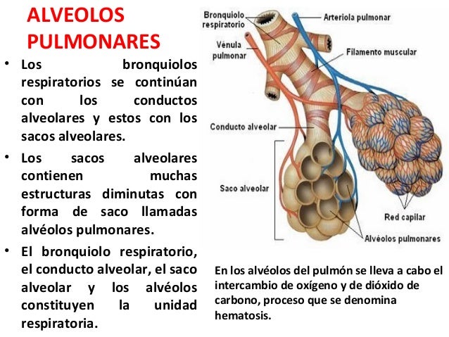 El sistema respiratorio