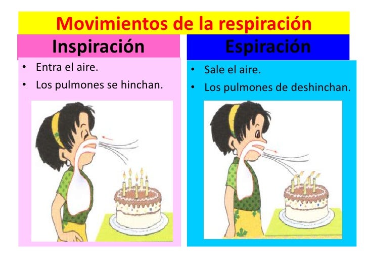 El sistema respiratorio1