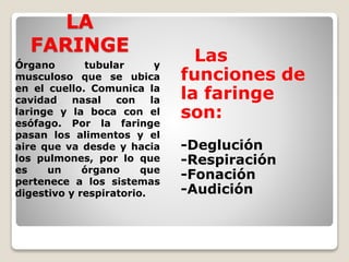 El sistema respiratorio,morfologia (1) | PPT