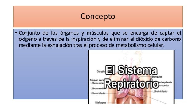 El Sistema Respiratorio Principales Caractersticas