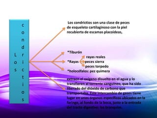 El Sistema Respiratorio en los Animales Vertebrados..! | PPTX