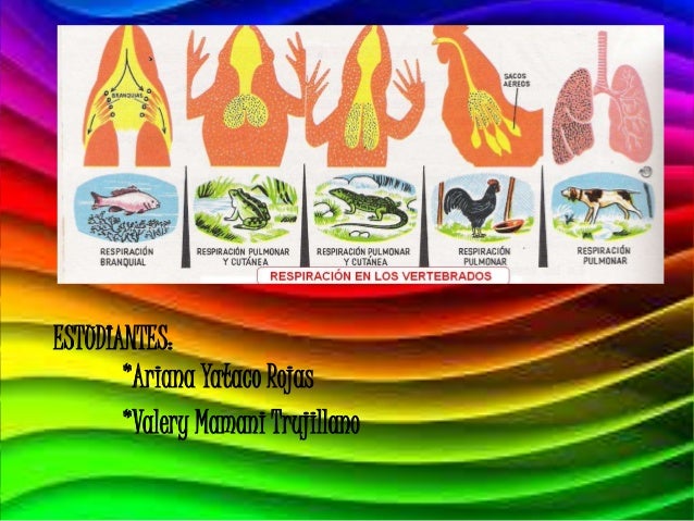 El Sistema Respiratorio en los Animales Vertebrados..!