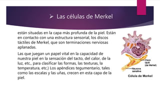 El sistema tegumentario | PPTX