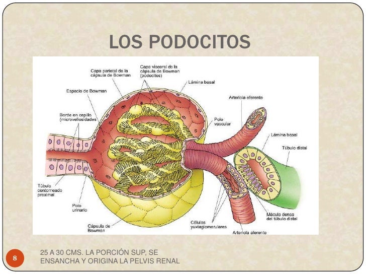 El sistema urinario vista normal