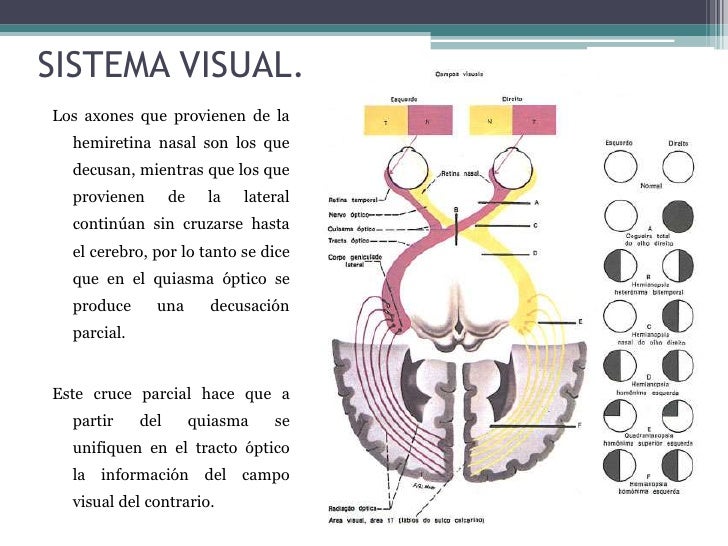 El sistema visual