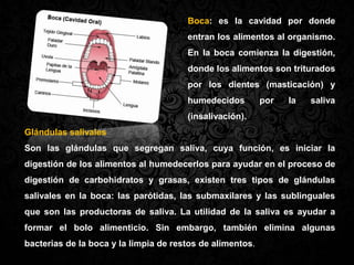 El Sistema Digestivo Sus Partes y Funciones | PPTX