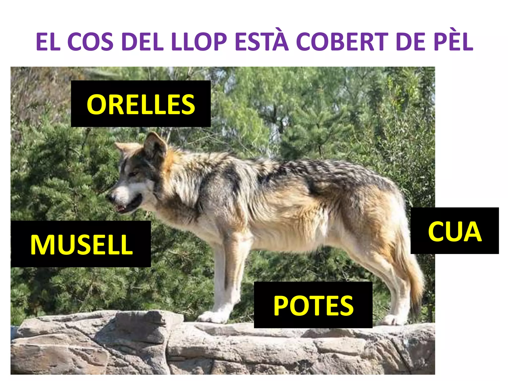 Els llops | PPTX | Dogs | Pets