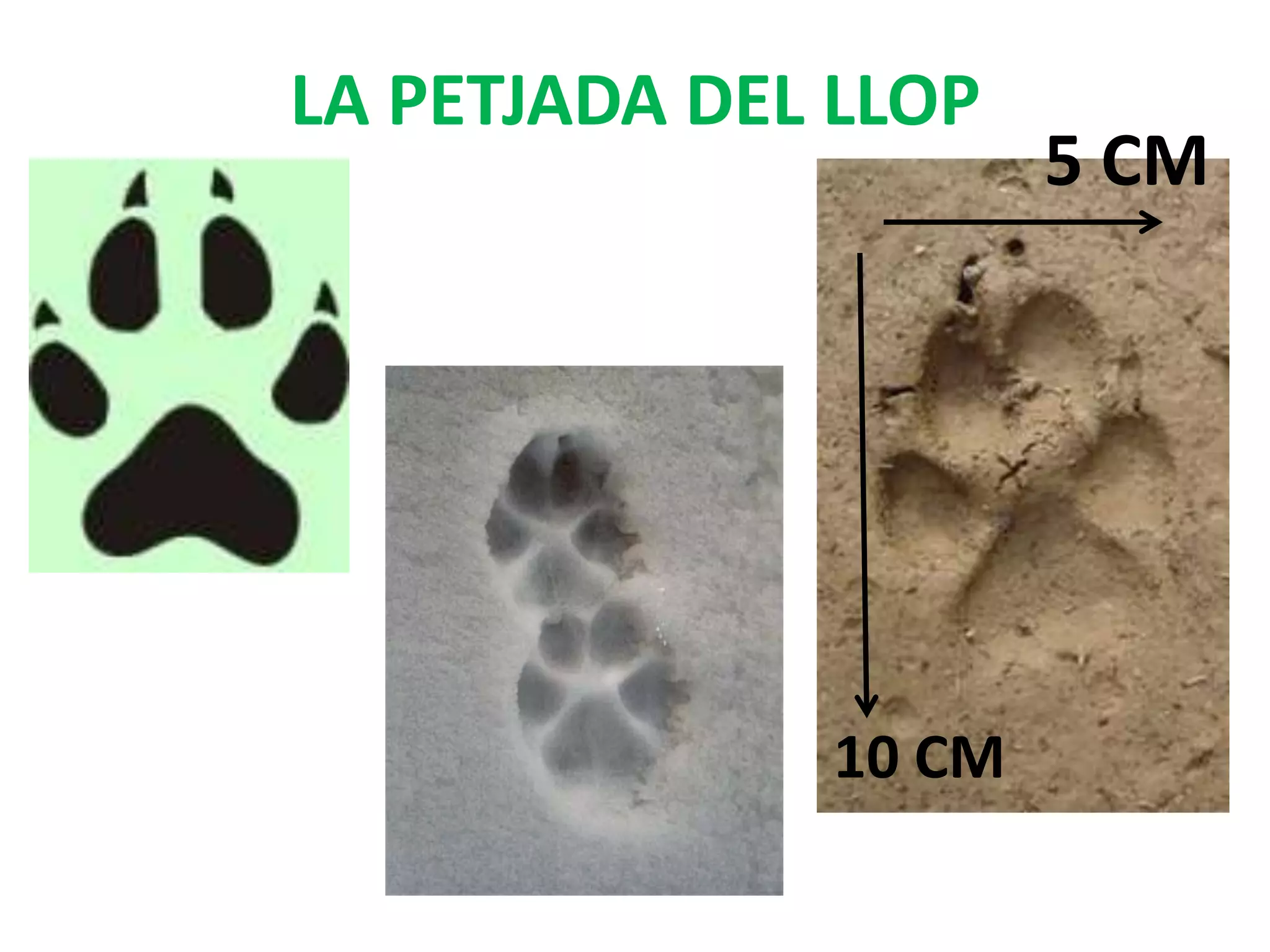 Els llops | PPTX | Dogs | Pets