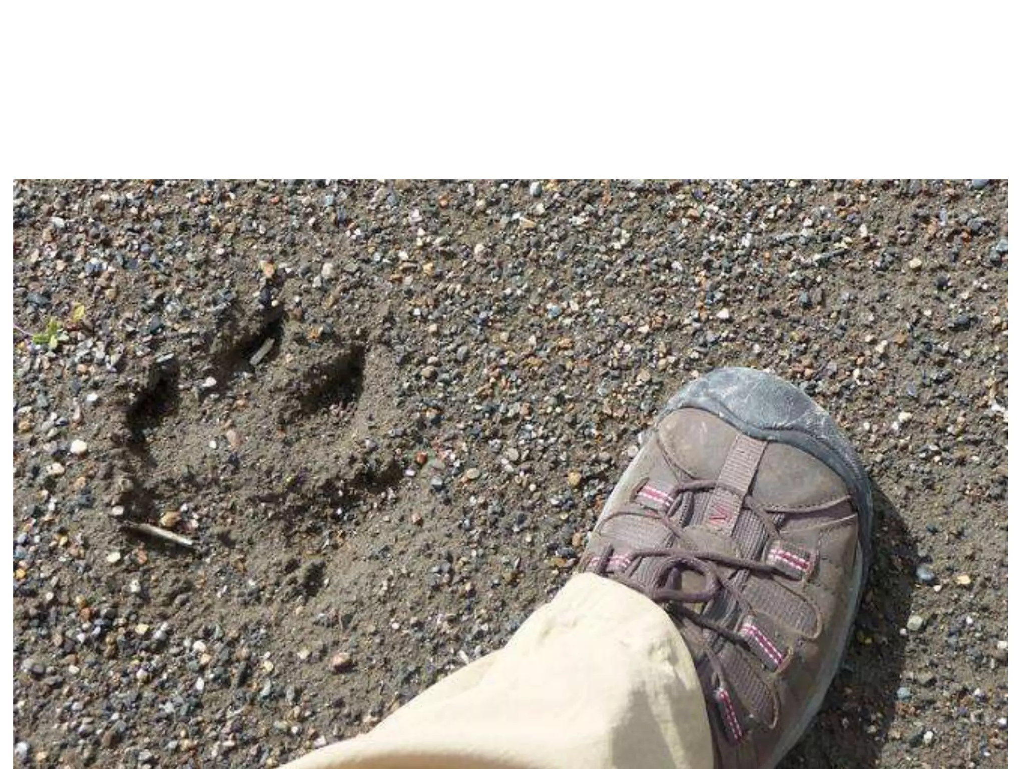 Els llops | PPTX | Dogs | Pets