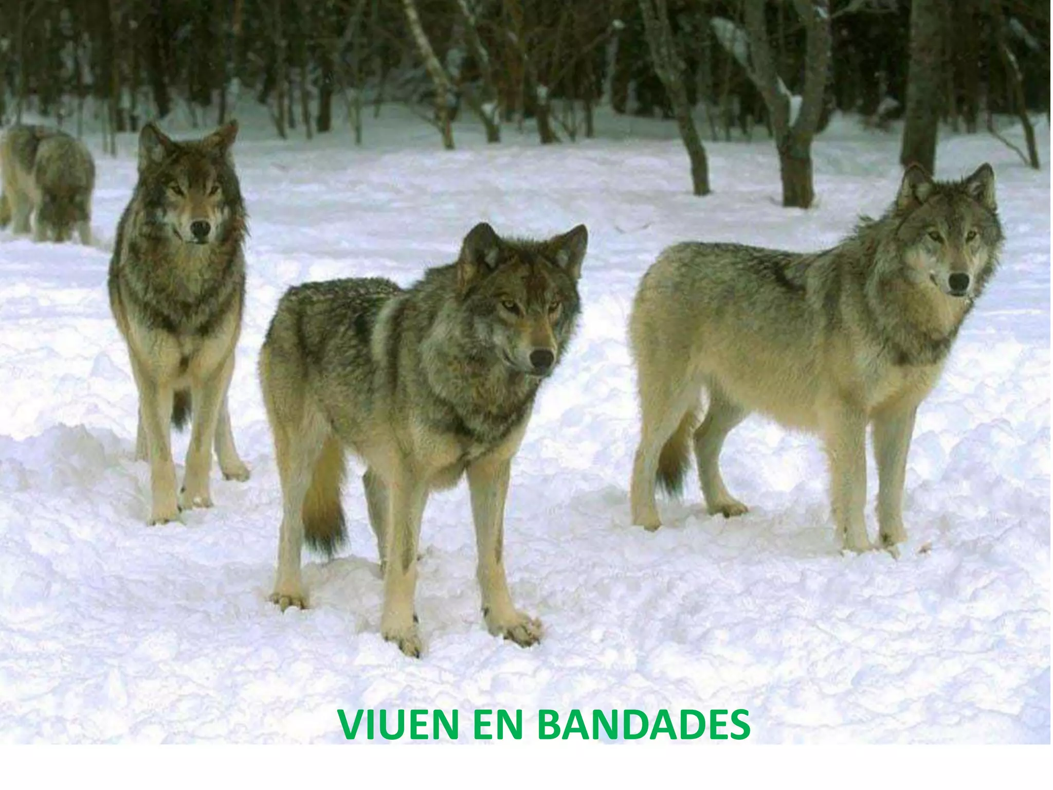 Els llops | PPTX | Dogs | Pets