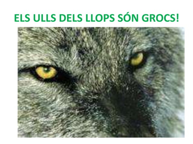 Els llops | PPTX | Dogs | Pets