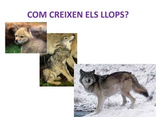 Els llops | PPT