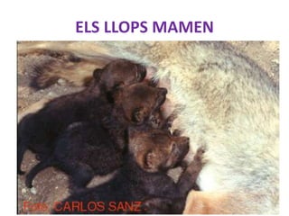 Els llops | PPT