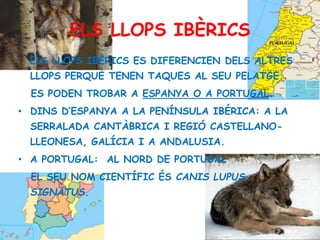 Els llops | PPTX