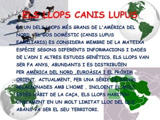 Els llops | PPT