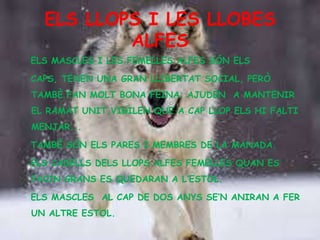 Els llops | PPTX
