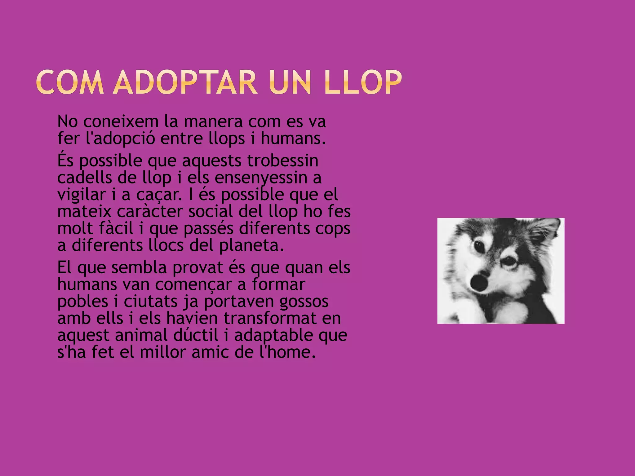 Els llops by Dana | PPTX